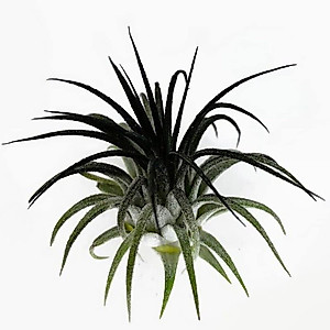 Ionantha Guatemala Tillandsia Air Plant, Guatemala Tillandsia Live Airplant, Healthy Arrival Guaranteed, Great Indoor Plant (Black)