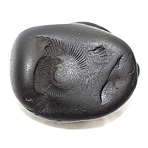 Rudrakshguru TriVikrama Shaligram - Gandaki River Nepal