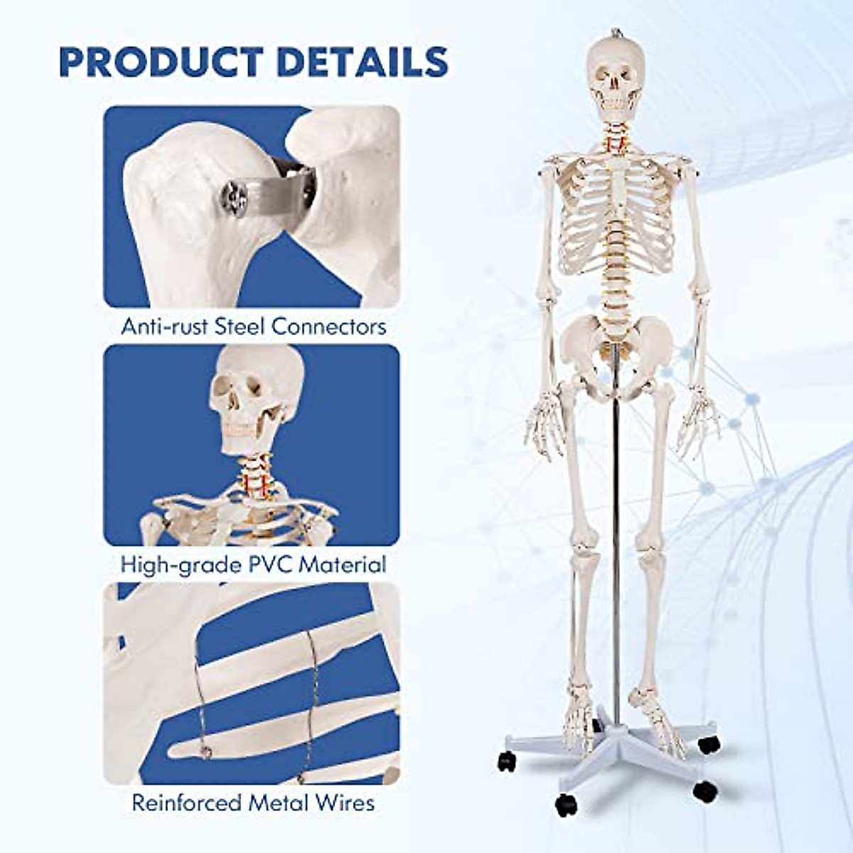GOFLAME Human Skeleton Model for Anatomy, 70.8” Life Size Skeleton Model with Nervous System and Rolling Stand for Medical Study, Anatomical Skeleton with Movable Arms and Legs, Dust Cover & Poster