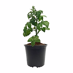 Viagrow VCCB650-3 Coco Coir, 3 Pack, Makes 2 Gallons / 7.5 Liters / 8 Quarts, 650g Brick