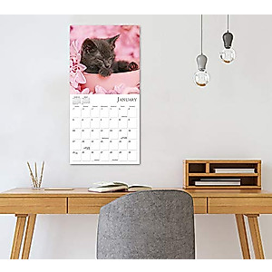2021 Cat Naps 16-Month Wall Calendar