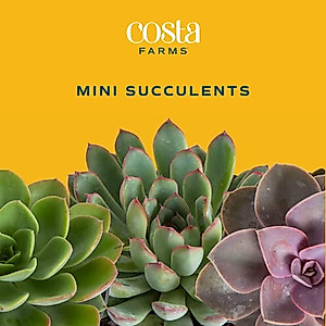 Costa Farms Succulents (11-Pack), Live Assorted Mini Succulent Plants in Nursery Plant Pots, Grower's Choice Indoor Houseplants, Bulk Baby Shower or Bridesmaid Gifts, Party Favors, 2-Inches Tall