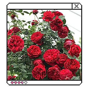 OHXSM Rare Plant Seed 100 Pcs Red Climbing Rose Seeds Garden Flower Plant Seeds