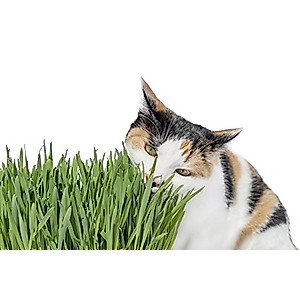 Cat Grass(Sweet Oats for Cats) 1LB (3000 + Seeds) -Easy Grow Greens-Great Value!
