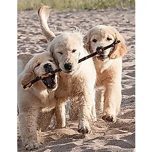 The New Complete Dog Book, 22nd Edition: Official Breed Standards and Profiles for Over 200 Breeds (CompanionHouse Books) American Kennel Club's Bible of Dogs: 920 Pages, 7 Variety Groups, 800 Photos