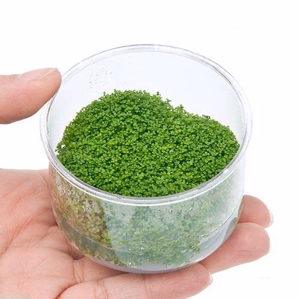 Aquarium Plants Factory Dwarf Baby Tears Tissue Culture Live Aquarium Plants