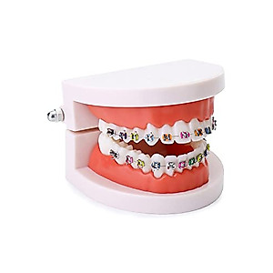 QWORK Typodonts Orthodontics Demonstration Model, Dental Tooth Research Model with Metal Wires and Ceramic Brackets, Teaching Teach Explanation Model for Adults