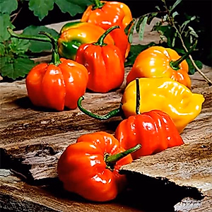 QAUZUY GARDEN 100 Seeds Aji Dulce Sweet Chili Pepper Ajicitoo Aji Gustoso Cachucha Seed Premium Non-GMO Seeds Mild Heat Delicious Pepper for Garden Home
