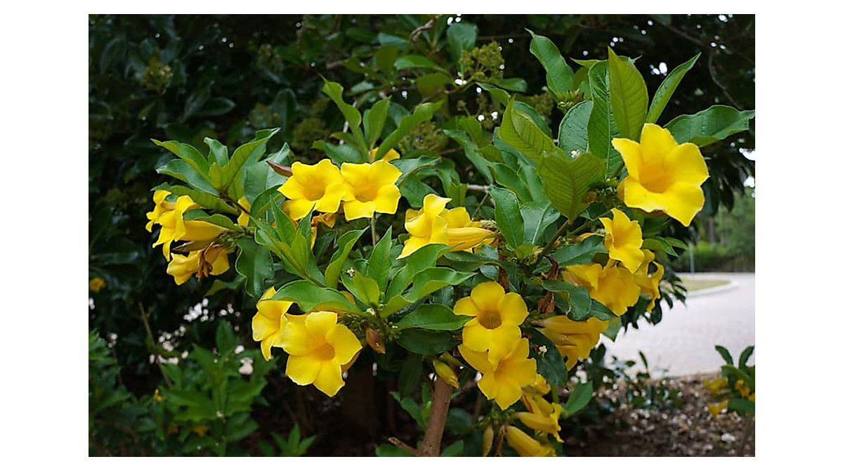 Vibrant Yellow Allamanda Shrubs - 3 Live Plants