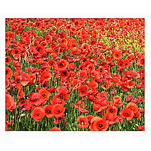 Red Flanders Poppies - 50,000 Flanders Poppy Seeds - Marde Ross & Company