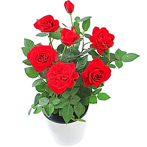 Rose "Carola Rose" Seedlings 2pcs ,Light Red Rose Bush,Rose Hedging,Living Tinged Rose Plant,Perennial Plant Root,Home Garden Yard Decor Blooms This Year,Easy Planting