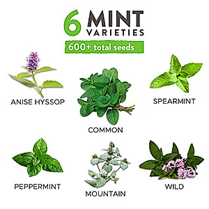 (6 Variety) Mint Seeds for Planting Outdoors or Indoors - Peppermint, Spearmint, Mountain Mint, Wild Mint, Anise Hyssop, & Common Mint | Non-GMO, Heirloom Herb Seed,Grow Your Own Mint Plants Live