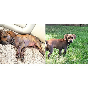 Mite Avenge Demodectic Mange Mite Treatment for Dogs - All-Natural, Non-Toxic (6 Treatments)