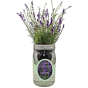 Environet Hydroponic Herb Growing Kit, Self-Watering Mason Jar Herb Garden Starter Kit Indoor, Windowsill Herb Garden, Grow Your Own Herbs from Organic Seeds (Lavender)