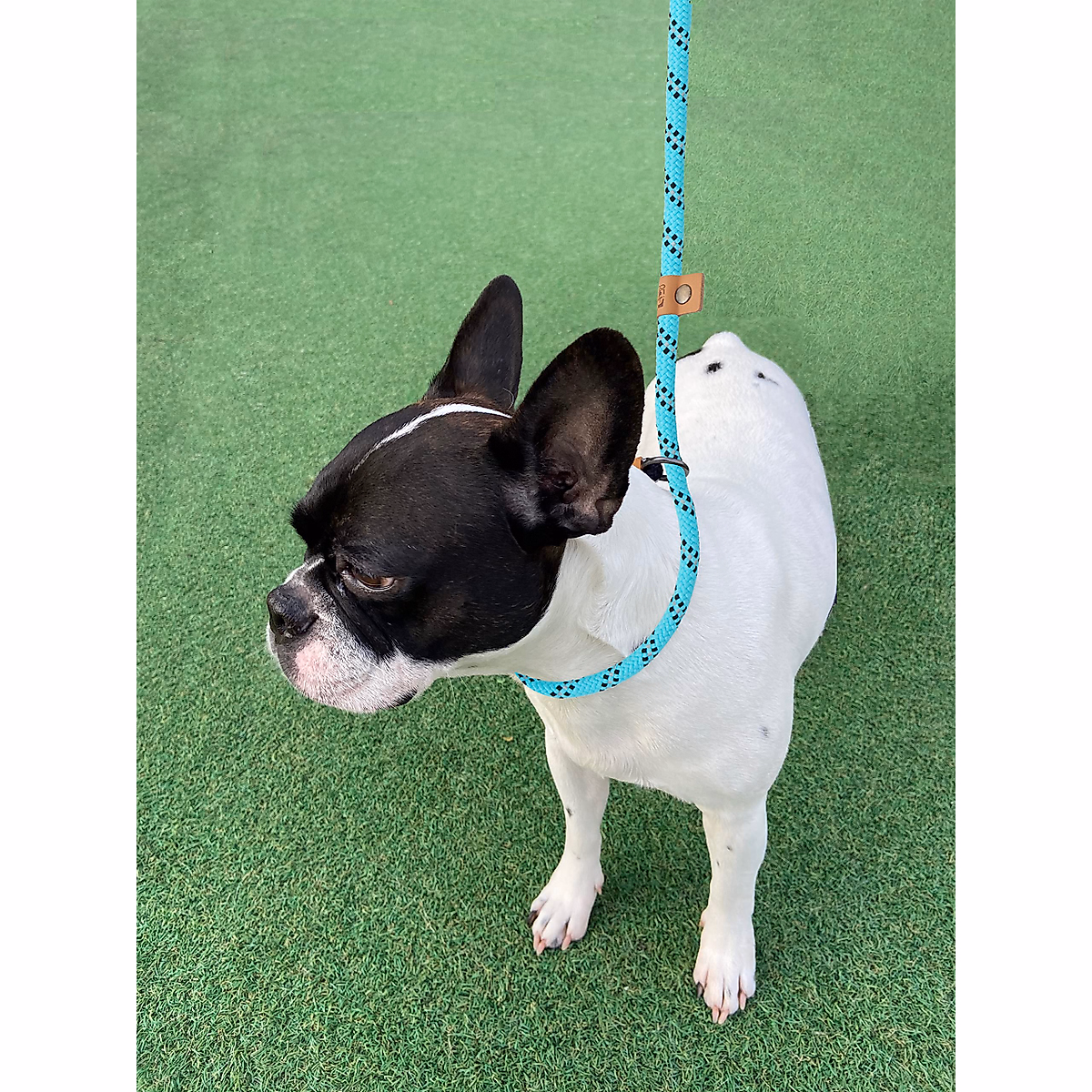 Petarea 5 FT Slip Lead Dog Leash, Heavy Duty Rope Leash for Small Medium Large Dogs, No Pull Training Lead with Reflective Thread, Strong Comfortable Loop Leash (Teal Stripe, Medium(3/8"))