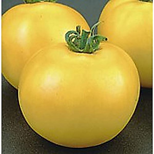 Lemon Boy Tomato Seeds (20+ Seeds) | Non GMO | Vegetable Fruit Herb Flower Seeds for Planting | Home Garden Greenhouse Pack