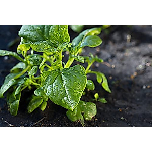 New Zealand Spinach Seeds for Planting, 100+ Heirloom Seeds Per Packet, (Isla's Garden Seeds), Non GMO Seeds, Botanical Name: Tetragonia tetragonioides, Great Home Garden Gift