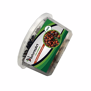 NaturesArt 1500 Live Ladybugs - Good Bugs for Garden - Ladybug Guaranteed Live Delivery* - Plastic Box, Container, Case.