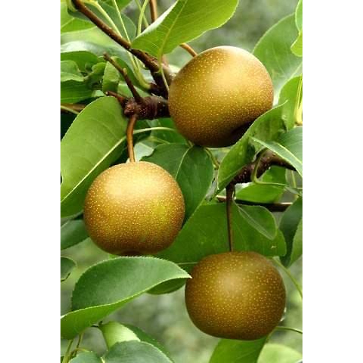 Asian Pear Tree Plant, 4 Feet to 5 Feet Tall, Sweet Fruit Tree, Ship Bare Root