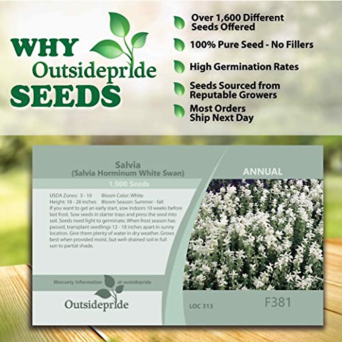 Outsidepride Salvia Horminum White Swan Clary Garden Cut Flowers Great for Dried Arrangements, Vases, Bouquets- 1000 Seeds