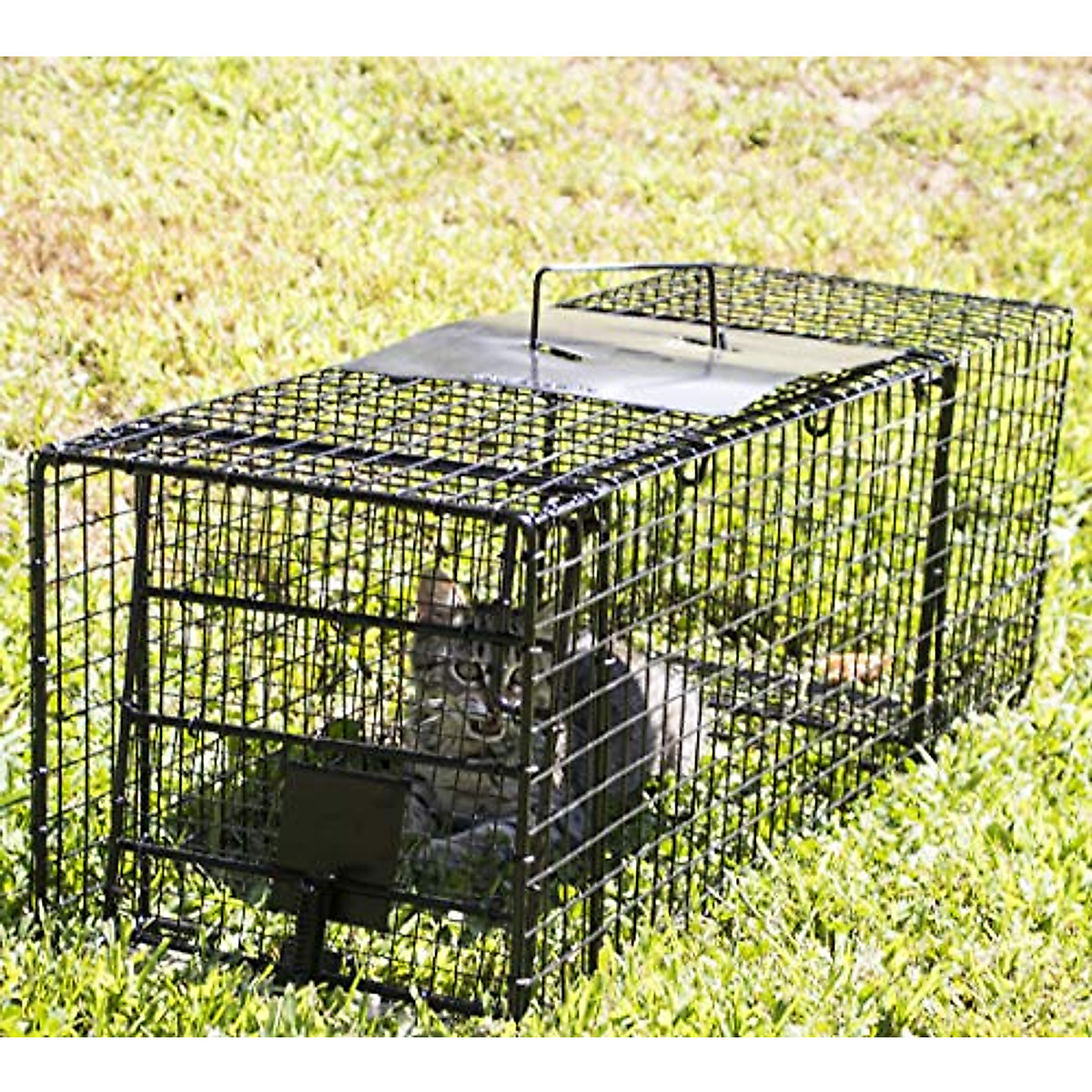 Humane Way 914048 Live Animal Trap, Medium 32"x12"x10"