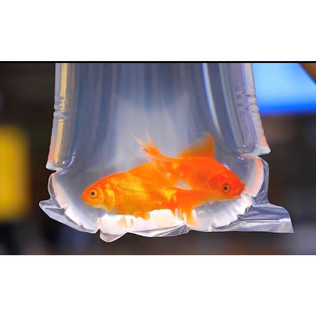 ALFA FISHERY BAGS Round Corners Bottom Leak Proof Clear Plastic Fish Bags Size 10 Inches for Marine & Tropical Fish Transport 2 mil. (10" x 24" / 100 Pack)