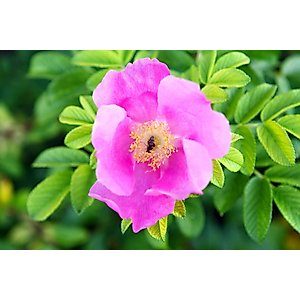 Rosa Canina Seeds Pink Rosehip Rose Bush Flowering 100 Seeds