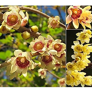 20+ Chimonanthus Praecox Odorant Shrub Seeds Bush Winter Flowers Garden Plants