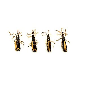 Litterboy Black Beetle Attachment - 4 Pack - Fits Popular Wand Toys