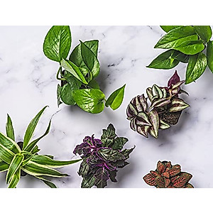 Altman Plants Live Houseplants (6PK), Indoor Plants for Delivery Prime, Live Plants and Gardening Gifts for Plant Lovers, Planters for Indoor Plants with Potting Soil, Live House Plants Indoors Live