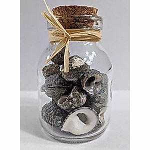 Greenbrier Decorative Seashell Jars Set of 3-3"x 2"