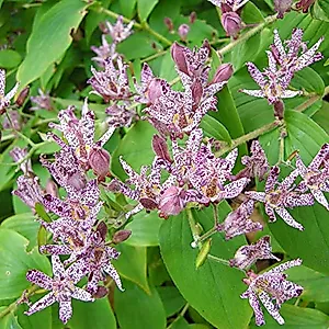 YEGAOL Garden 20Pcs Japanese Toad Lily Seeds Tricyrtis Hirta Seeds Exotic Non-GMO Perennial Deer Resistant Flower Seeds Indoor Bonsai Plant