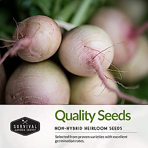 Survival Garden Seeds Radish Collection Seed Vault - Watermelon (Daikon Type), Purple Plum, French Breakfast, Daikon, Champion Radishes - Non-GMO Heirloom Seeds for Planting in Your Vegetable Garden