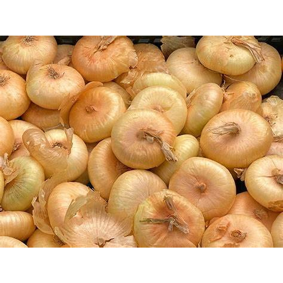 250 Cipollini Yellow Onion seeds for planting Heirloom Non GMO 1 grams Garden Vegetable bulk Survival