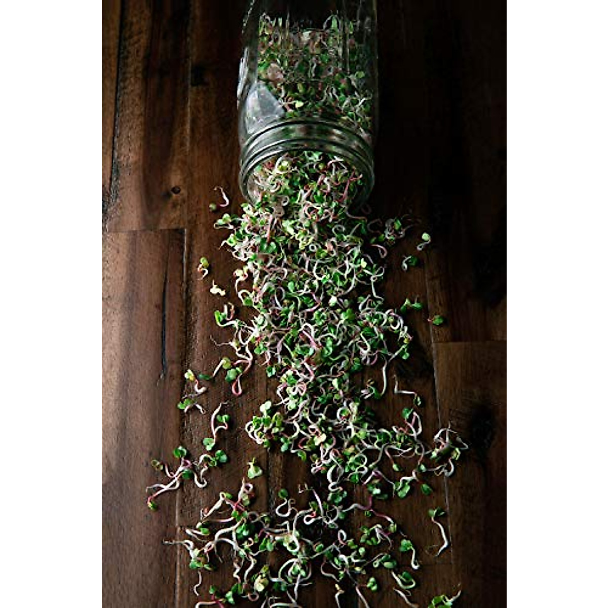 Rainbow Radish Sprouting Seeds Mix | Heirloom Non-GMO Seeds for Sprouting & Microgreens | Contains Red Arrow, Purple Triton & White Daikon Radish Seeds 1 lb Resealable Bag | Rainbow Heirloom Seed Co.