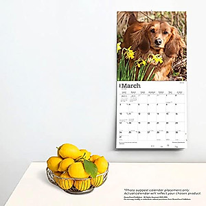 Miniature Dachshunds | 2024 12 x 24 Inch Monthly Square Wall Calendar | BrownTrout | Animals Small Dog Breeds