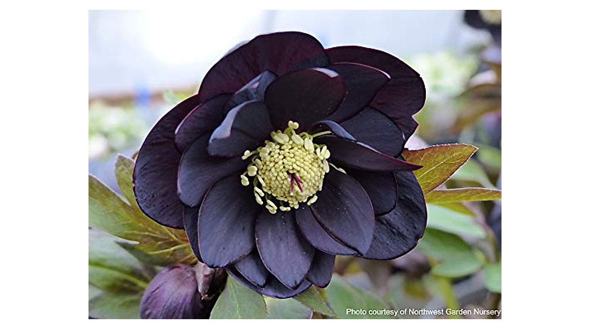 Helleborus 'Onyx Odyssey' Perennial - Near Black Flowers