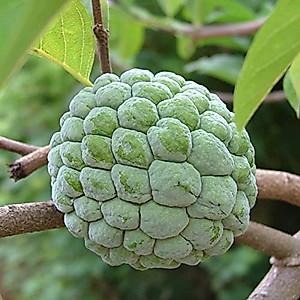Annona Squamosa Sugar Apple Tree Live Plant Live Sugar Apple Fruits Plant 20 Inc Height for Planting