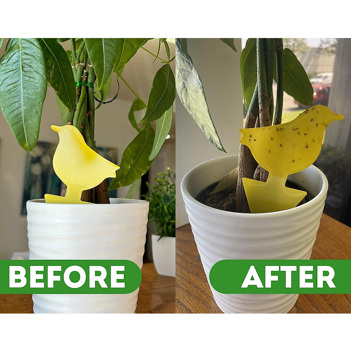 Kate's Home & Garden Plant Spray for Insects & Getting Rid of Gnats with 12 Gnat Sticky Traps. Fungus Gnat Killer & Gnat Control for Indoor Plants (16oz, Pet Safe, Non Toxic)