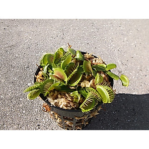B52 Giant Venus Flytrap - Fly Trap - (Dionaea Muscipula) Carnivorous Plant 3.75 inch Pot