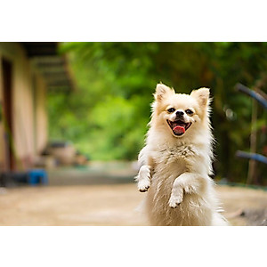 MY LUCKY PETS LLC Dog Skin Itch Relief - Dogs Total Health Complex - Hair Coat Skin Teeth Gums Eye Urinary Support - Immune Booster - coq10 for Dogs chewable - 60 Treats (1 Bottle)