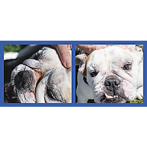 Squishface Wrinkle Paste (2oz) & 5x7 Wipes Bundle - Clean Wrinkles, Tear Stains, Tail Pockets, Paws – Anti-Itch, Deodorizing - Great for English Bulldogs, Pugs, Frenchies, French Bulldogs & Any Breed