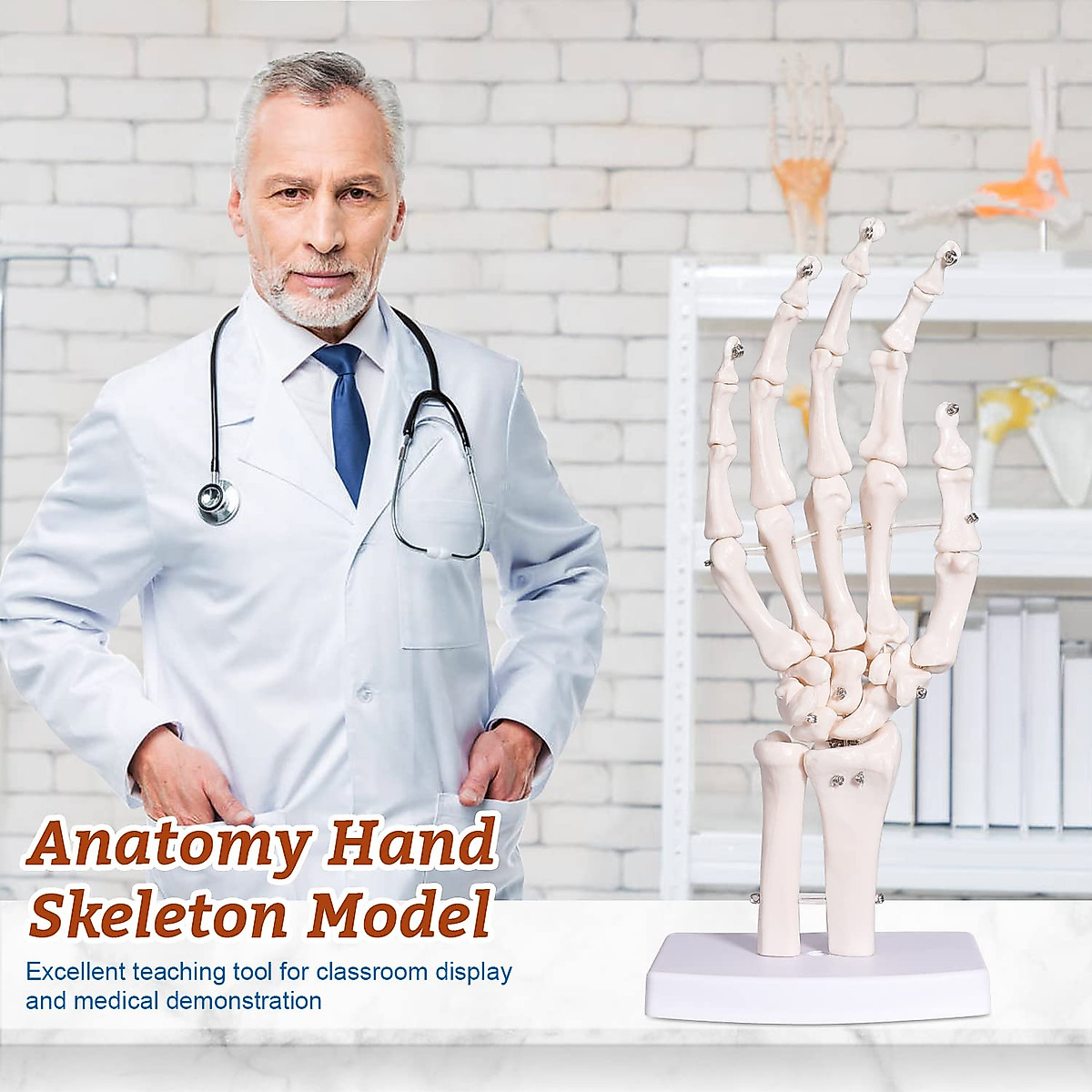 faruijie Hand Skeleton Model - Medical Human Finger Bone Anatomy Bendable Right Hand Skeleton with Articulated Joints Wrist Ulna and Radius