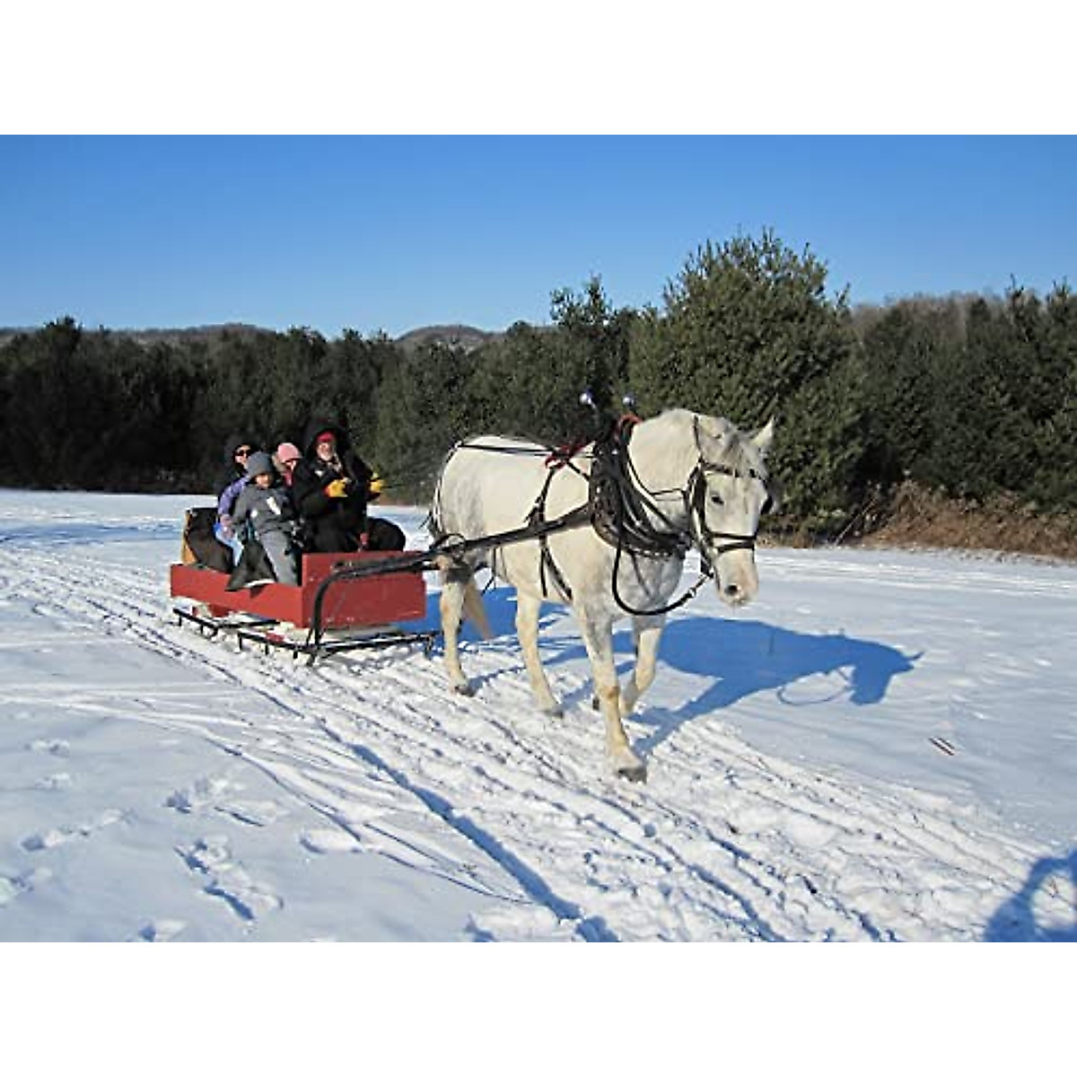 DOUBLE ACTION (Cooling and Warming Effect) Liniment Gel for Sore Muscles and Joints made with Camphor and Menthol for Horses. Effective Post Workout Recovery and Pre-Workout Leg and Spinal Care Rub