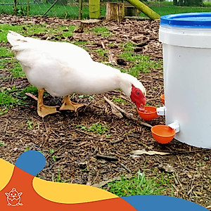 (5 Pack) Lil Clucker Large Automatic Chicken Waterer Cups | Chicken Water Feeder Suitable for Chicks, Duck, Goose, Turkey and Bunny | Poultry Water Feeder Kit (Orange)