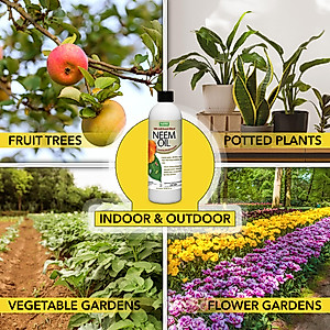 HARRIS Neem Oil, 100% Cold Pressed and Unrefined Concentrate for Plant Spray, High Azadirachtin Content, 12 Ounce for Aphids, Whiteflies, Mealy Bugs and More