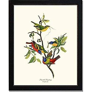 Bird Print. Vintage Painted Bunting Audubon Bird Wall Art Print - Ready to Frame 5x7 8x10 11x14