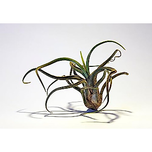 Octopus Air Plant, Caput Medusae Giant Air Plant (3PK), Tillandsia Air Plants Live Houseplants Bromeliad Terrarium Indoor Plants Live Plants Indoor House Plants for Air Plant Holder by Plants for Pets
