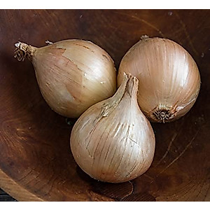 David's Garden Seeds Onion Long Day Ailsa Craig FBA-5127 (Yellow) 200 Non-GMO, Heirloom Seeds