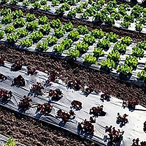 KUYYFDS- 5 Holes Black Plastic Mulch Film for Agricultural Vegetable Film Plant Plastic Film Perforated PE Film for Garden Plant Mulch Membrane Intens Ely 3X33 Ft